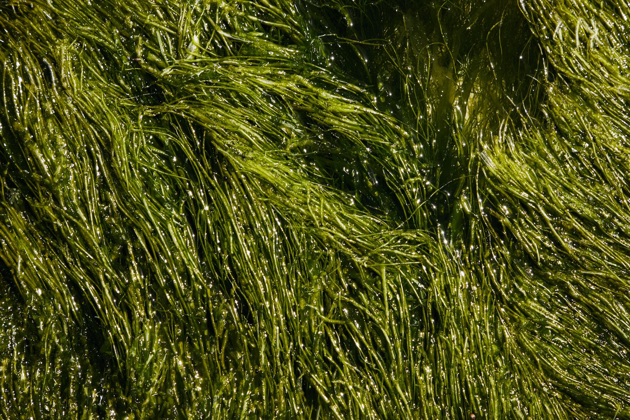 Chloroplasts: In-Depth Guide to Photosynthetic Organelle